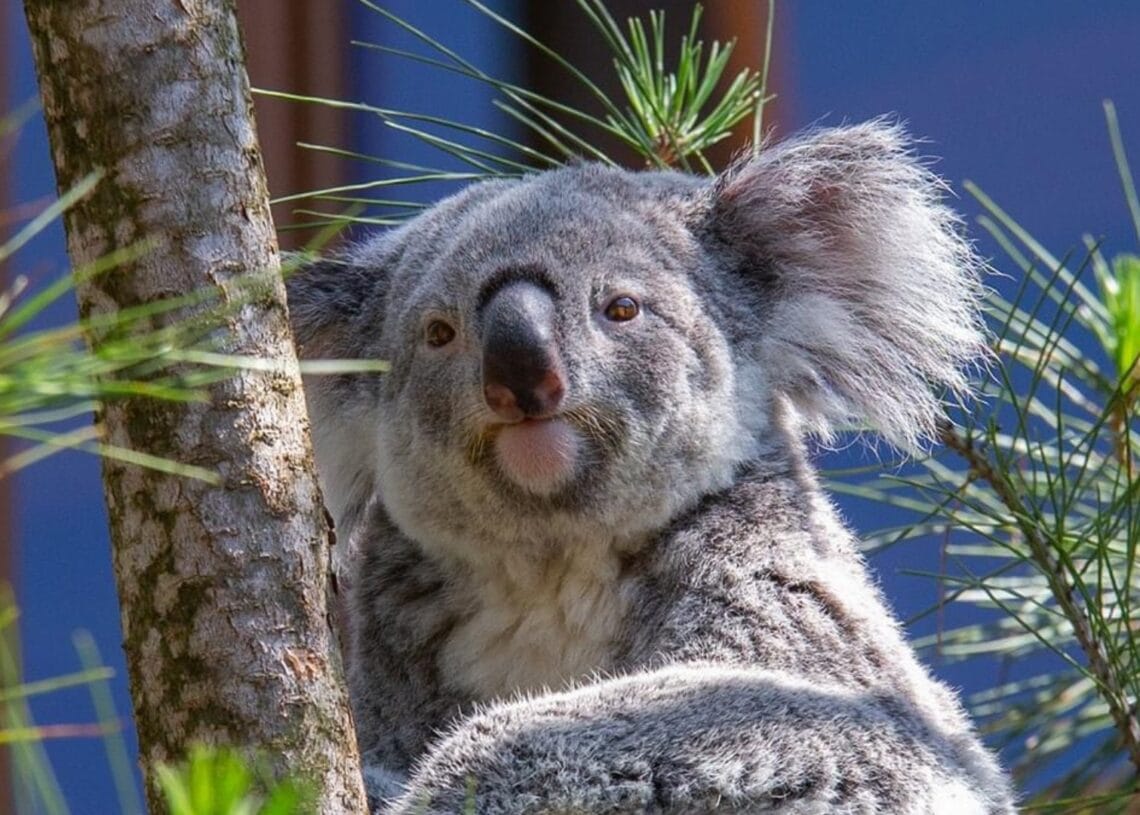 Bijzondere primeur voor Ouwehands Dierenpark: eerste koala ooit geboren ...