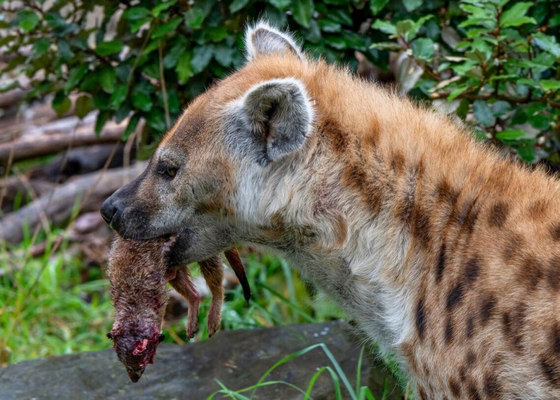 Opvallende oproep: dierentuin zoekt huisdieren om aan roofdieren te voeren - ZooFlits