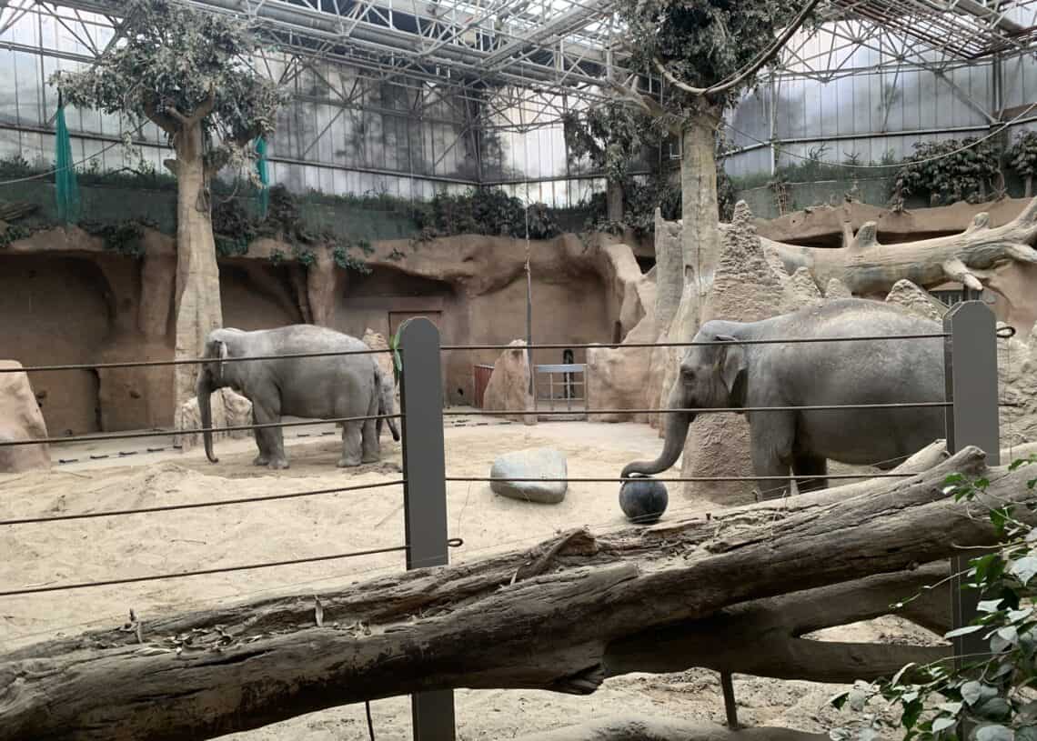 Opvallende oproep: dierentuin zoekt huisdieren om aan roofdieren te voeren - ZooFlits