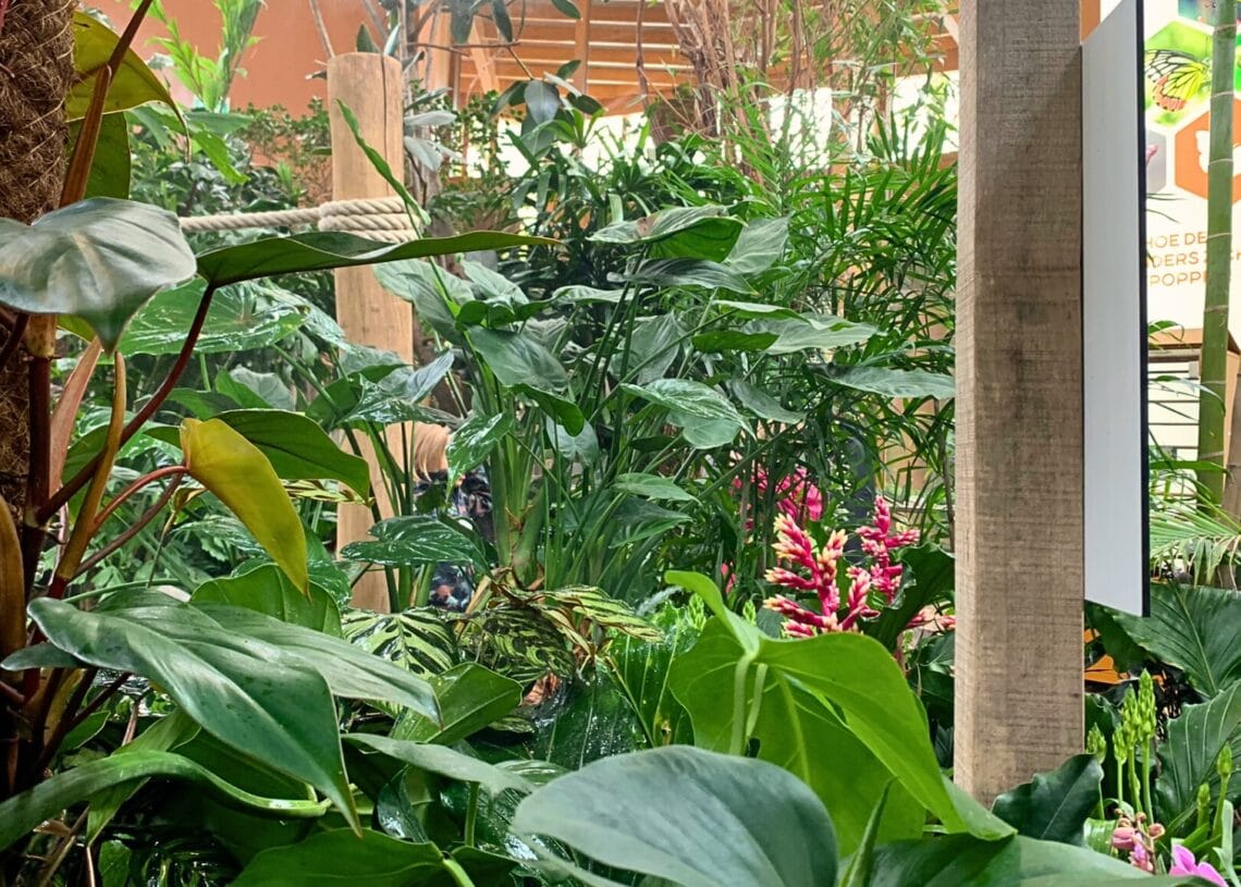 Bijzondere primeur voor Ouwehands Dierenpark: eerste koala ooit geboren ...