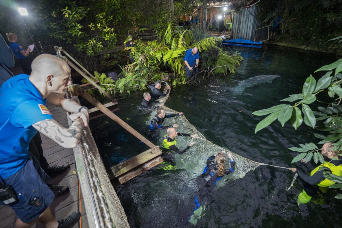 Zeekoe weg uit Burgers’ Zoo, maar niet naar grootste tropenhal ter ...