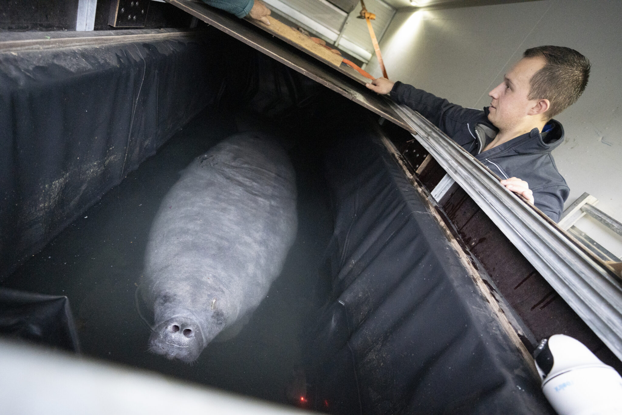 Zeekoe weg uit Burgers’ Zoo, maar niet naar grootste tropenhal ter ...