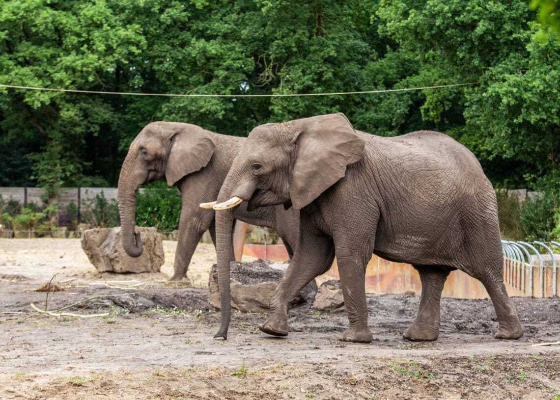 Bijzondere primeur voor Ouwehands Dierenpark: eerste koala ooit geboren ...