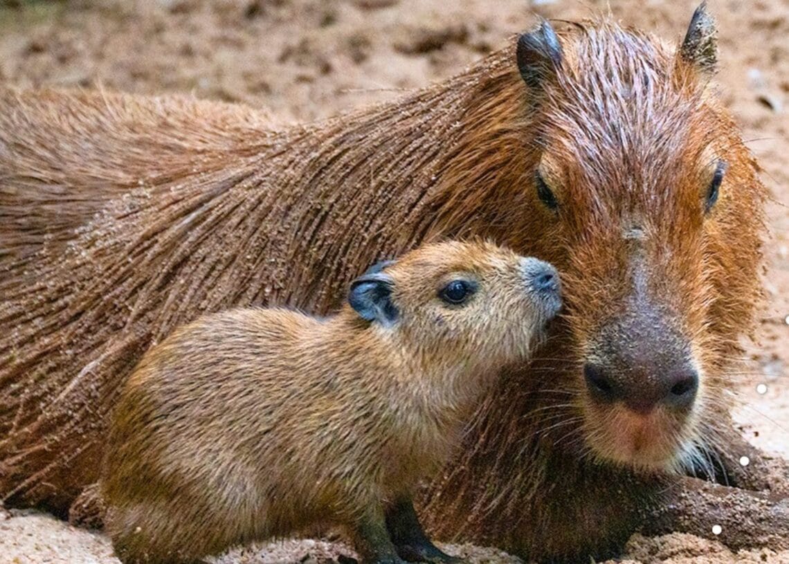Populaire capibara's weer te zien in Burgers' Zoo na korte afwezigheid ...