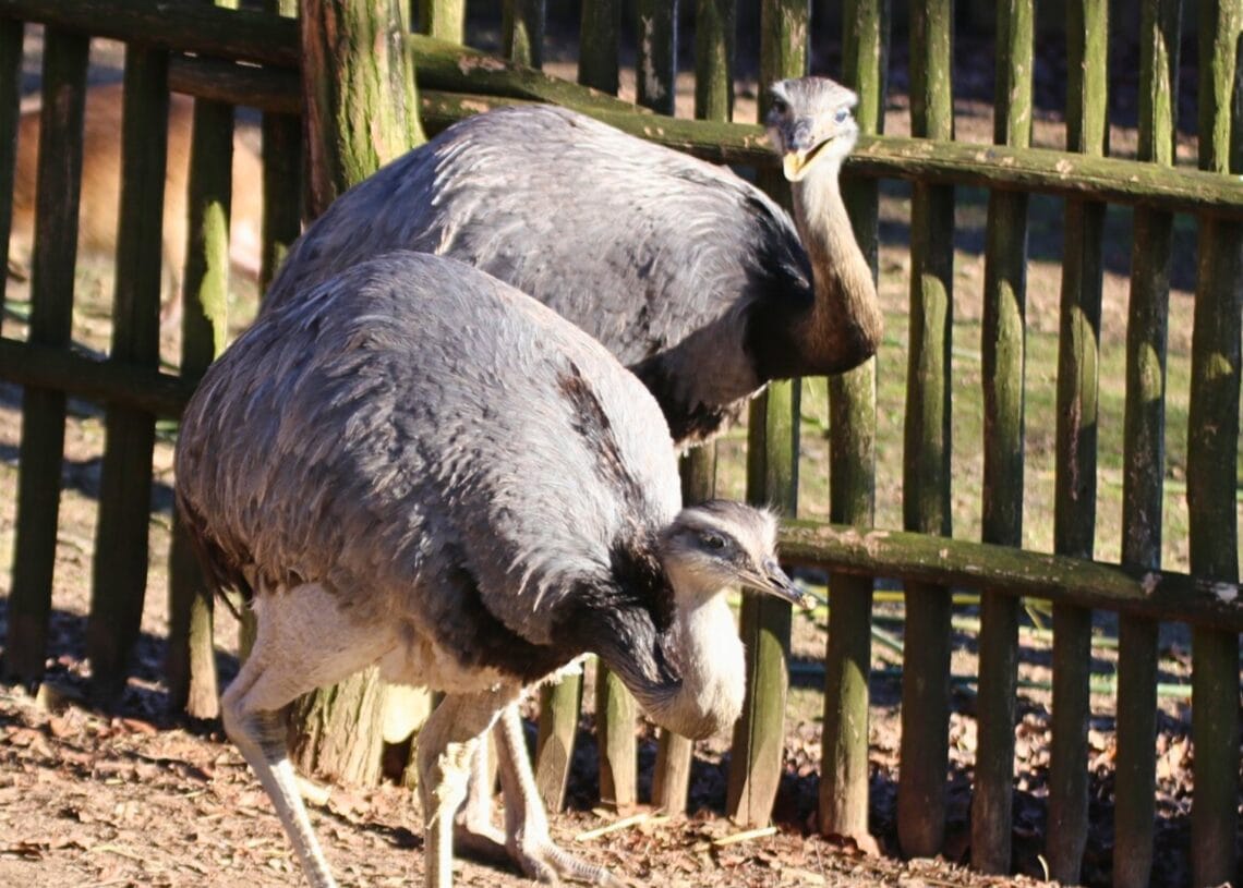 Bijzondere primeur voor Ouwehands Dierenpark: eerste koala ooit geboren ...