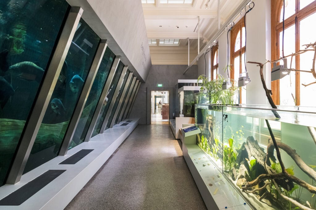 Artis opent vernieuwd aquarium: 250 diersoorten, tientallen aquaria en ...