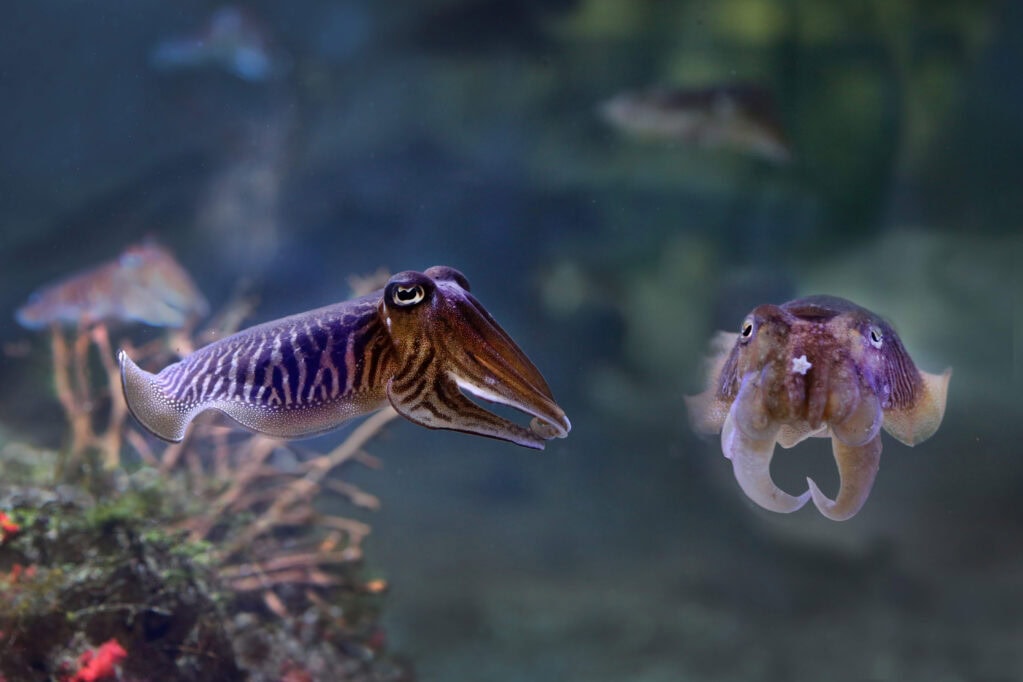 Artis opent vernieuwd aquarium: 250 diersoorten, tientallen aquaria en ...
